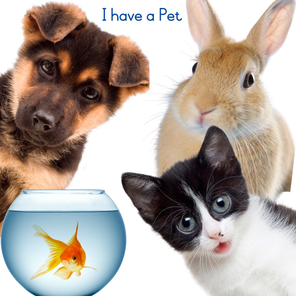 I have a pet – Junior Jive